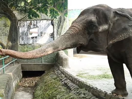 Manila zoo’s jumbo-sized poser: What to do with Mali the Elephant?