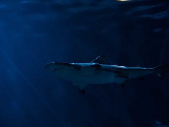 Sydney swimmer hospitalised by 'harmless' shark