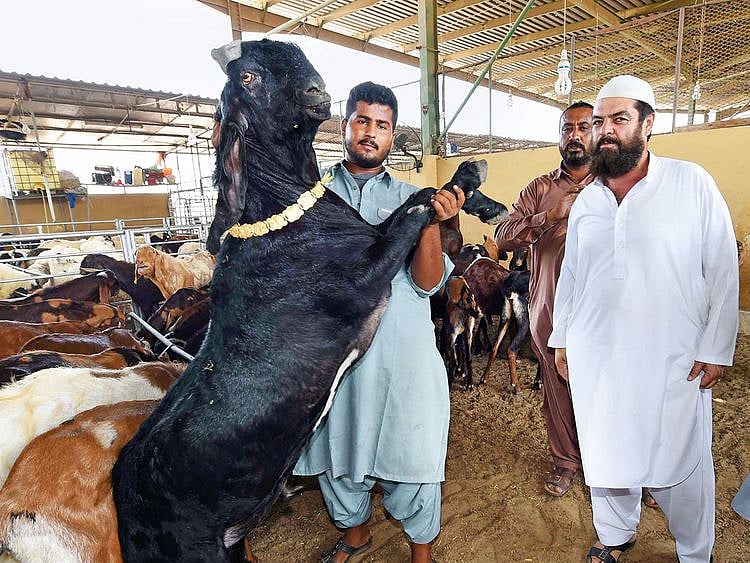 Eid Al Adha 2026 in UAE: Official Qurbani Prices, Online Booking Guide ...
