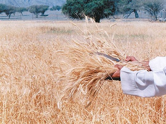 Pakistan approves import of 300,000 tonnes of wheat from Russia