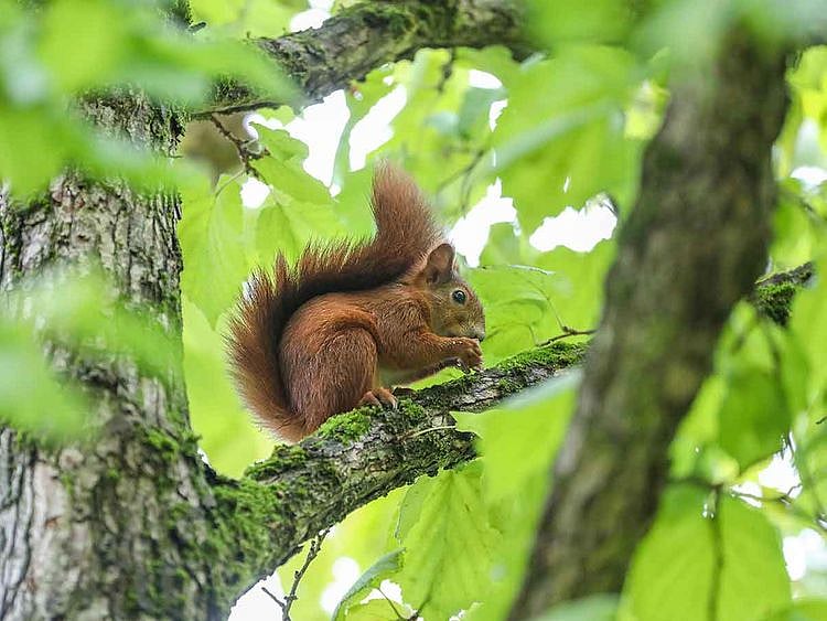 The deadly viral trend: Why squirrels 'vaping' is a crisis for wildlife
