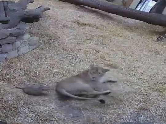 Video: Clip showing lion spooked by cub goes viral