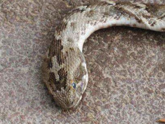 Residents spot deadly snakes in 'New Dubai' residential communities