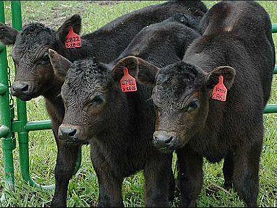 World's first cloned cow dies in Japan