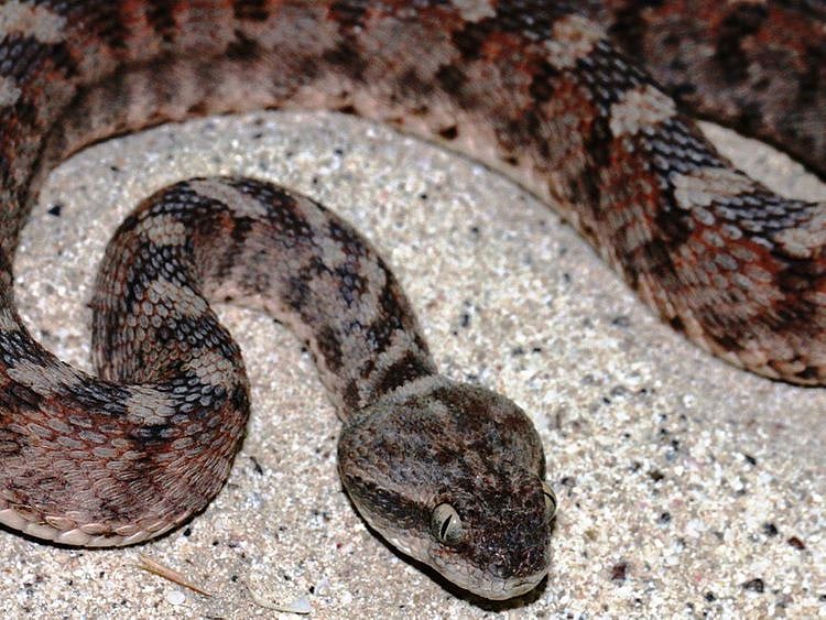Desert Snakes Names