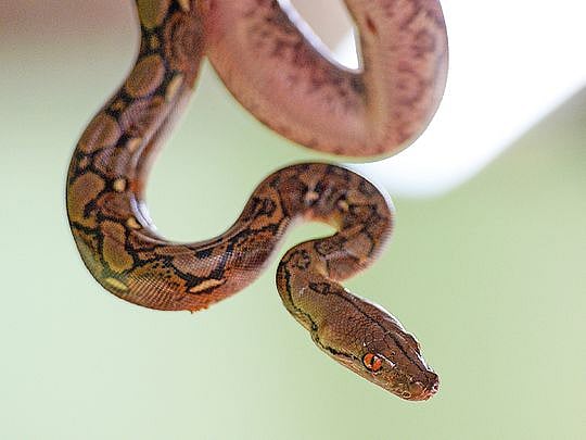 India: 18 ft-long python rescued from tea garden in Assam