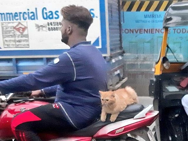 Cat's bike ride picture amuses Twitter users