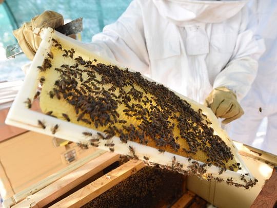 ‘Emirati Queen Bee’ for UAE’s food security is here