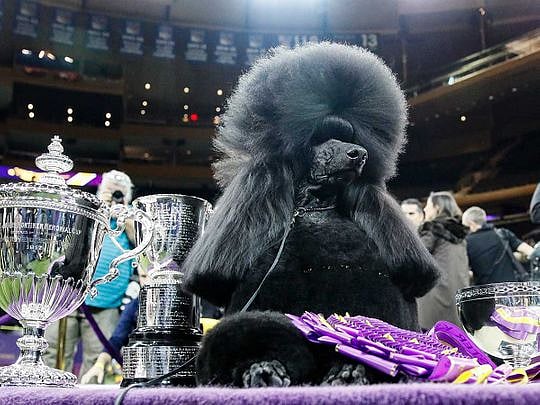 Siba the standard poodle wins Westminster Dog Show
