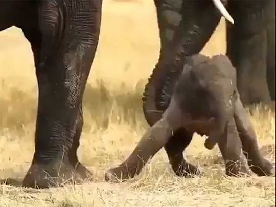 Watch: Doting mother helps baby elephant on its first walk