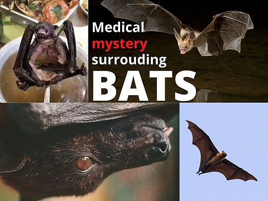 Spooky bats: Why they baffle medical experts