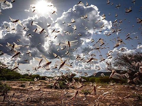 Locust situation discussed in UAE biosecurity meeting