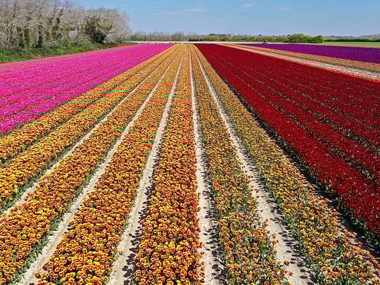 Check out the breathtaking beauty of colourful tulips in full bloom