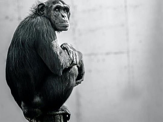 Video: Animal keepers cheer up chimpanzees at Bihar zoo during ...