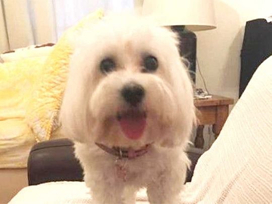 Cherished family pet missing in Sharjah’s Abbco building fire