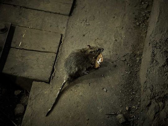 India: Rats bite patient in Telangana’s government hospital