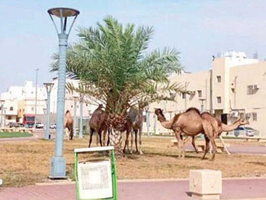 Saudi Arabia plans first digital platform for camel owners, industry ...