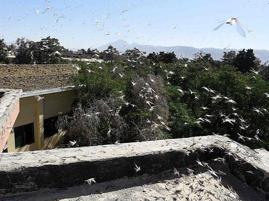 Pakistan allocates fund to fight locust attack