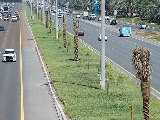 Abu Dhabi plants 494 trees to beautify roadside areas