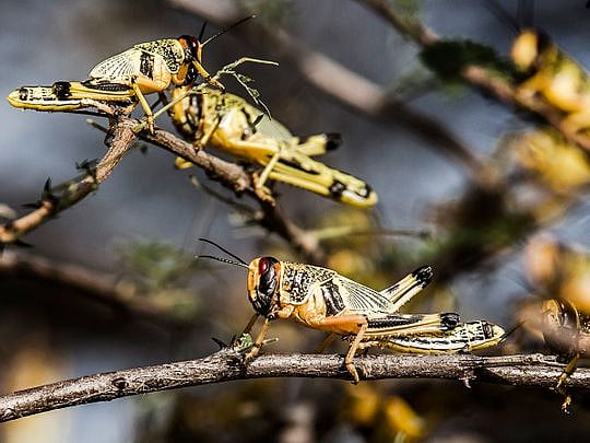 Photos: Swarms of locusts devastate parts of northern Kenya