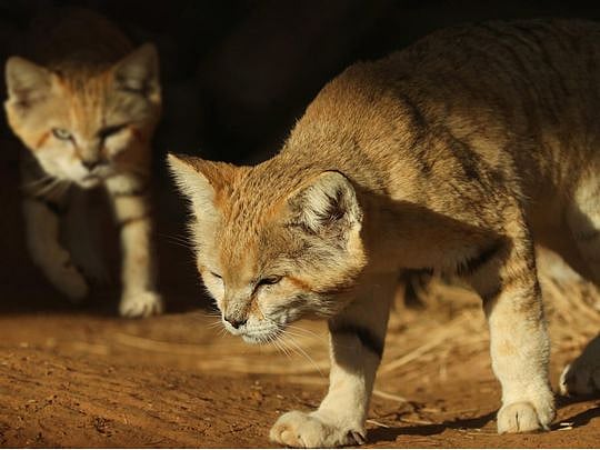 Al Ain Zoo launches sand cat conservation programme