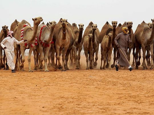 Saudi Arabia’s flagship camel pageant draws 1.8m visitors