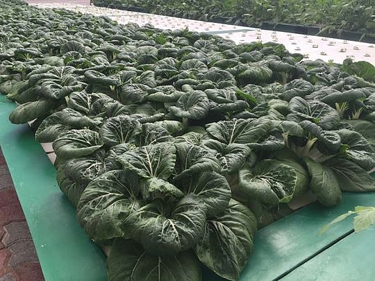 Aqua farming proving a hit in Oman