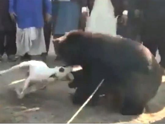 Wanton cruelty to animals, especially dogs, is one of Pakistan’s ...