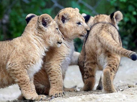 Three rare Barbary lion cubs born in Czech zoo park