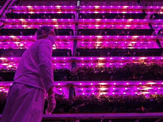 Pandemic forces 'pink farm' to get creative in Brazil