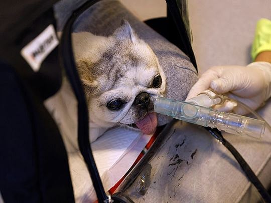 Photos: Hong Kong's very own pet paramedic