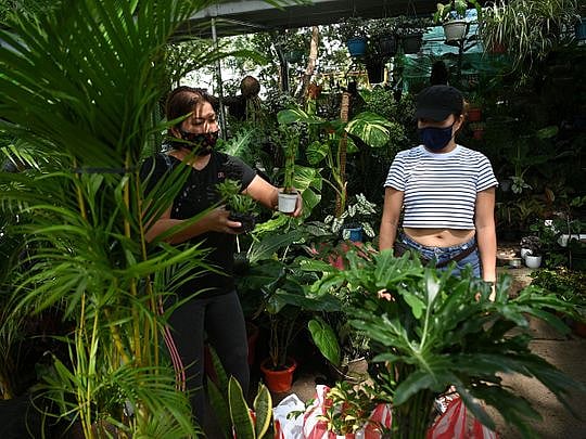 'Plantdemic' hits Philippines as demand for greenery grows