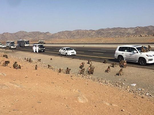 Saudi eateries blamed for monkey infestation