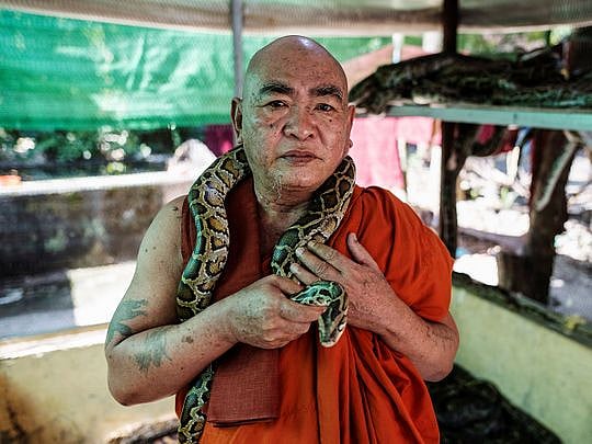 Myanmar monk offers temple sanctuary for threatened snakes