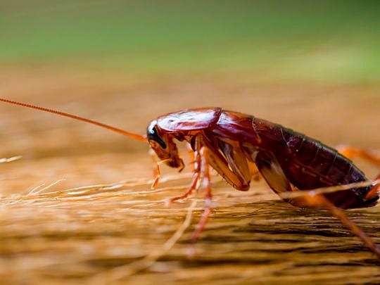 American University of Sharjah studies molecules in cockroaches to ...