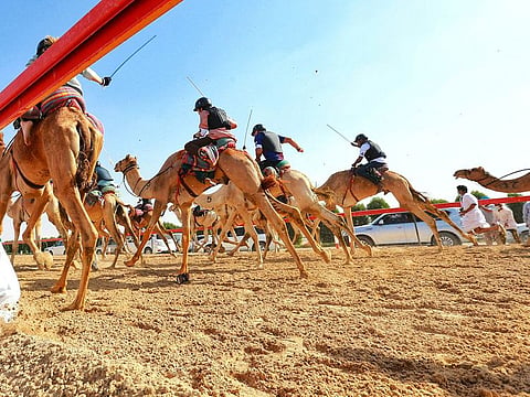 Watch: Sheikh Mohammed, Sheikh Hamdan watch camel race for expats in UAE