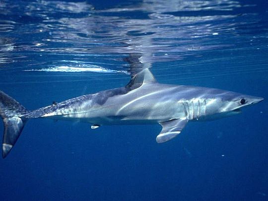 Infographic: Alarming decline in shark numbers around the world