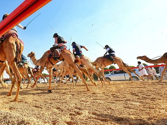Sheikh Mohammed, Sheikh Hamdan watch camel race for expats in UAE