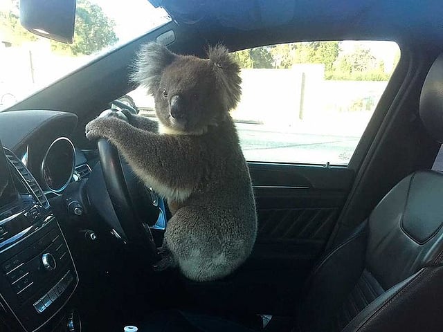 Even Moderate Heat Raises Koala Death Risk, Long-Term Study Warns as ...