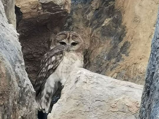 Rare Omani Owl found in UAE national park for the first time