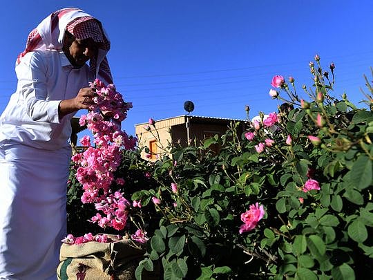 Saudi Arabia's fragrant legacy: Exploring Taif's rosewater distillation ...