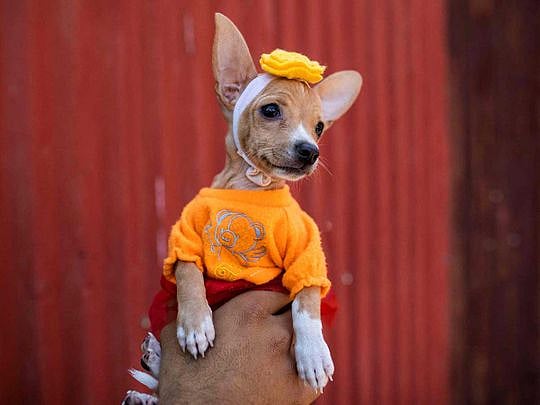Dogs dress up to receive St Lazarus blessings in Nicaragua