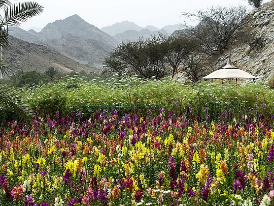 Look: Flower Farm at Wadi Asimah in Fujairah