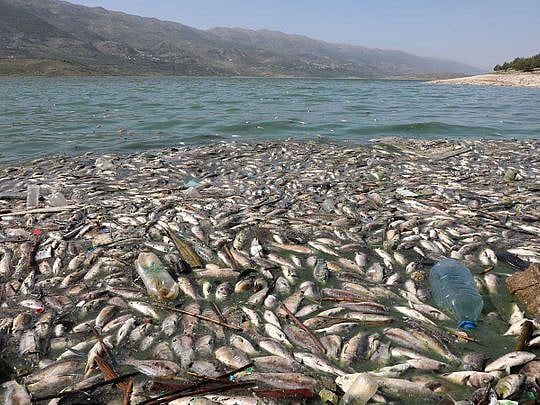 Tonnes of dead fish wash up on shore of polluted Lebanon lake