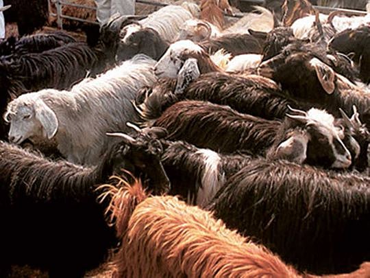 Saudi Arabia: 600,000 sheep slaughtered on behalf of Hajj pilgrims