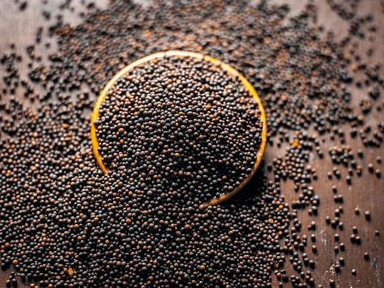 Indian scientists say new GM mustard seeds safe for commercial cultivation