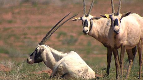 Nature in the UAE: How Abu Dhabi carefully conserved its native flora ...