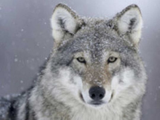 Wolf attack at French zoo leaves woman fighting for life