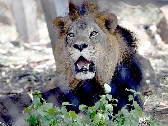Lions slip loose from Sydney zoo enclosure, overnight guests rushed to ...