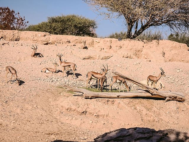 Nature in the UAE: How Abu Dhabi carefully conserved its native flora ...